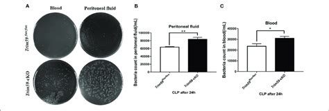 Loss Of Trim59 Impacts Bacterial Burden A Blood And Peritoneal