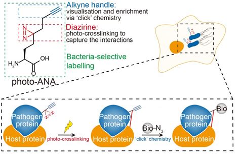 Automated Detection Of Isolated Single Cells Using Microscope Images And Ai Trendradars