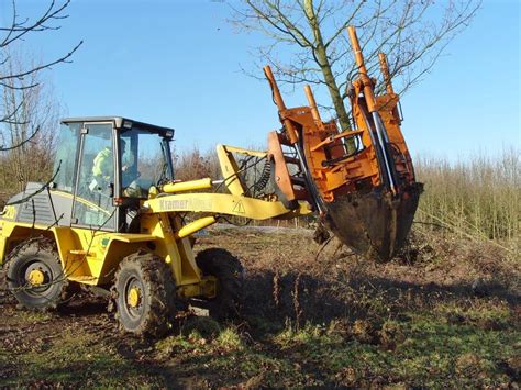 Tree Moving Tree Transplanting Practicality Brown