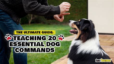 The Ultimate Guide Teaching 20 Essential Dog Commands Toe Beans