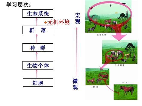 必修3生态系统的结构课件 Word文档在线阅读与下载 无忧文档