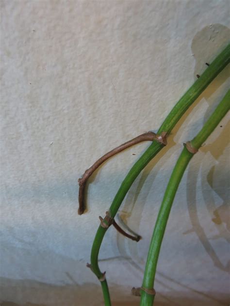 What Is The Function Of Aerial Roots The Houseplant Guru