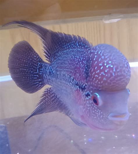 Check Out The Brain On Brad Pics