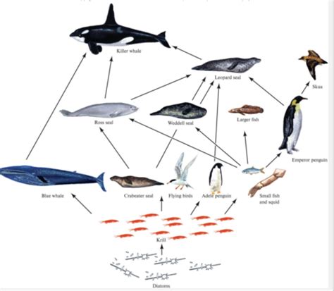 Exam 3 Lecture 18 Food Webs And Indirect Interactions Flashcards Quizlet