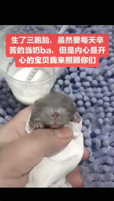 如何饲养刚出生的小龙猫 知乎