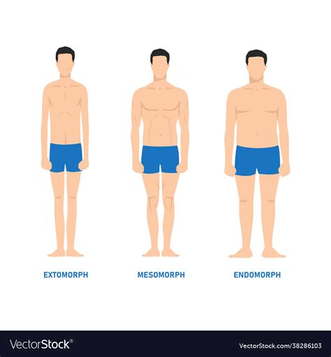 Ectomorph Mesomorph Endomorph