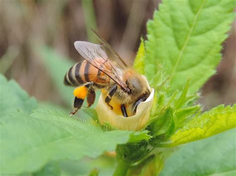 Apis Mellifera Abeja Melífera Introducida