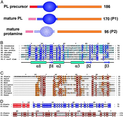 Histone H1 And The Origin Of Protamines Pnas
