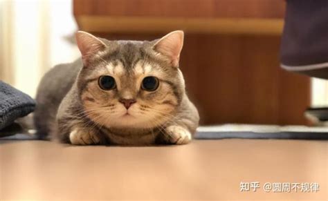 猫咪偏偏不睡猫窝，喜欢睡地板，其实是有原因的 知乎
