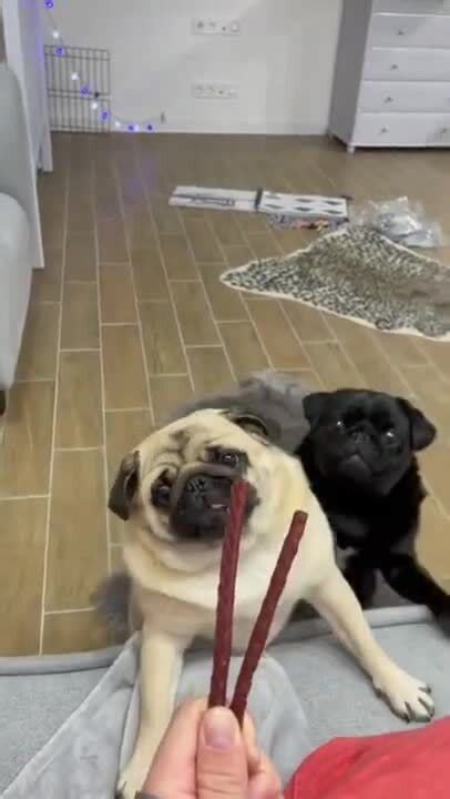 Duo Of Pugs Fight Over Treats Jukin Licensing