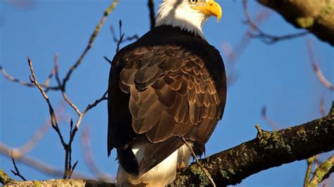 11 Eagles Found Suffering From Suspected Poisoning Bring Me The News