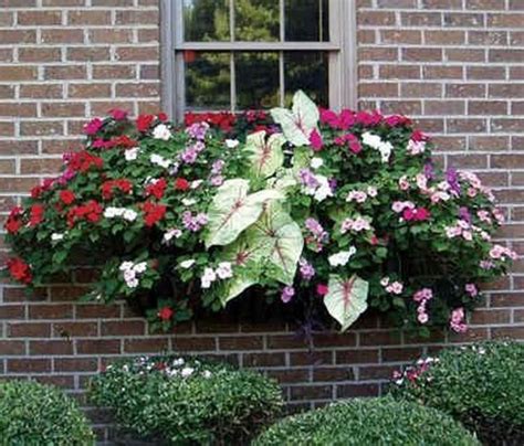 85 Awesome Shade Plants For Windows Boxes Ideas Page 72 Of 85