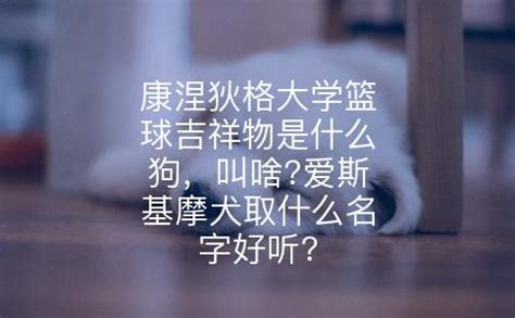 康涅狄格大学篮球吉祥物是什么狗叫啥 爱斯基摩犬取什么名字好听 首推宠物