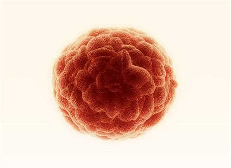 5500 Mitosis Foto Stok Potret And Gambar Bebas Royalti Istock