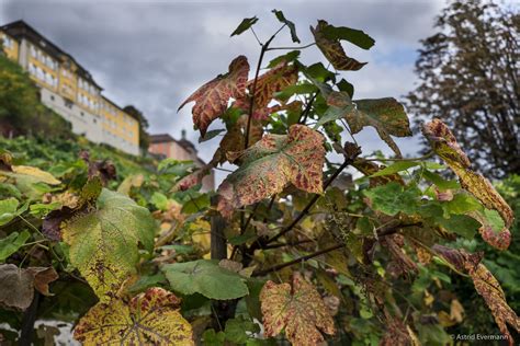 20151008AE0043 Meersburg Germany Astrid Evermann Flickr