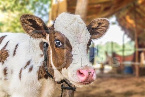 Small Brown And White Dairy Calf With Big Eyes Tied Up At Sonepur