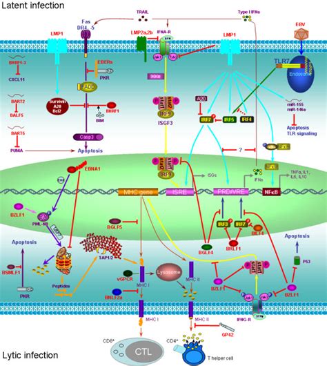 Evasion Of Immune Responses By Individual Ebv Products Individual Ebv