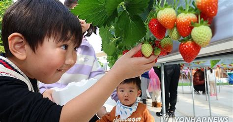 딸기 수확 체험하는 어린이들