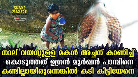 നാല് വയസ്സുള്ള മകൾ അച്ഛന് കാണിച്ച് കൊടുത്തത് ഉഗ്രൻ മൂർഖൻ പാമ്പിനെ