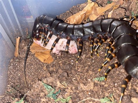 Scolopendra Gigantea Rcentipedes
