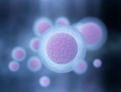 这样做可以养出怀孕需要的好卵泡 知乎
