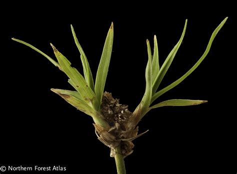 Nfa Sedges Scirpus Atrovirens Group 01272 Northern Forest Atlas