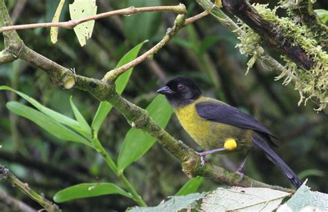 Oiseau Le Tohi Jaune Vert Pselliophorus Luteoviridis