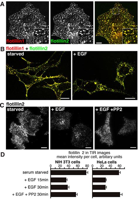 Figure 1 From Endocytosis Of Flotillin 1 And Flotillin 2 Is Regulated