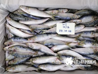 인도산 냉동 정어리 수입오퍼무역