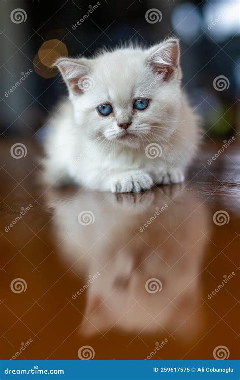 Un Gatito Blanco Con Ojos Azules Imagen De Archivo Imagen De Lindo