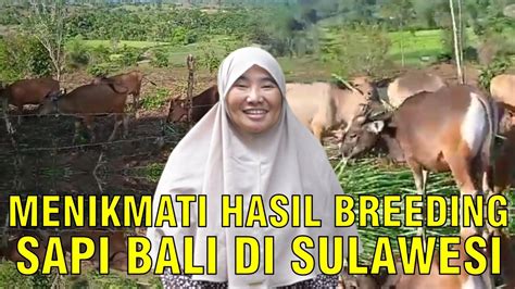 Breeding Sapi Bali Sulawesi YouTube