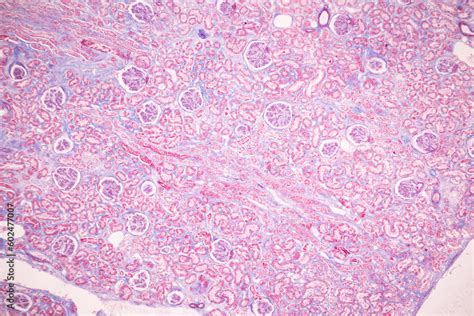 Histological Pancreas Human Liver Human Vermiform Appendix Human And