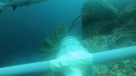 Epi Elasmobranch Project Indonesia