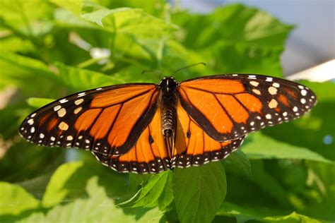 Josefa Las Mariposas