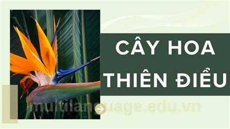 Cây Hoa Thiên Điểu Hướng Dẫn Chăm Sóc để Hoa Nở đẹp Và Lâu Tàn