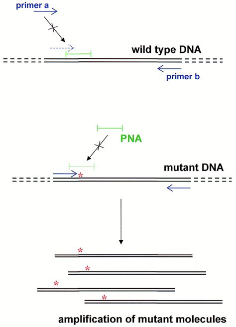 Pna Directed Pcr Clamping Methodology Blue Arrows Primers For Pcr