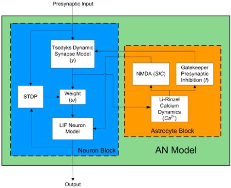 An Model Block Diagram Showing Interactions Between An Astrocyte And