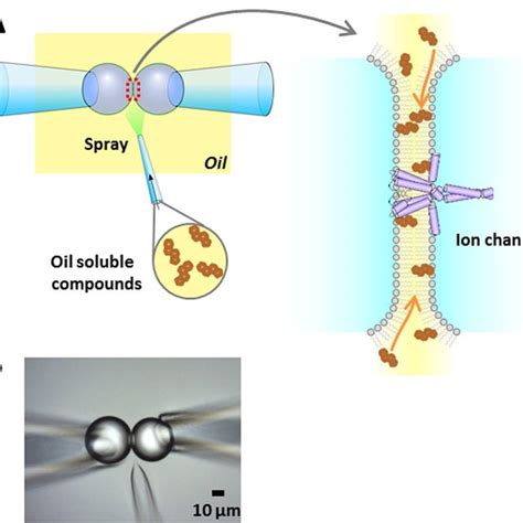 Membrane Perfusion A Scheme For Membrane Perfusion In The Cbb Download Scientific Diagram