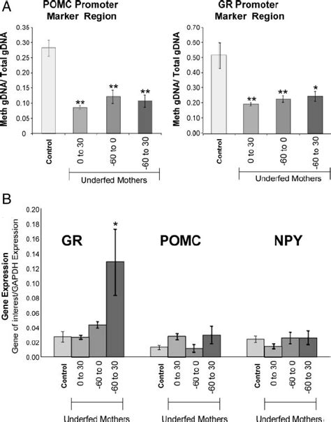 The Effect Of Different Periods Of Periconceptional Undernutrition On