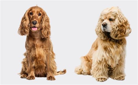 English Vs American Cocker Spaniels Discover The Surprising Differences You Never Knew