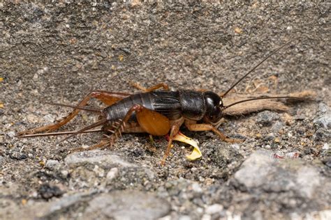 蟋蟀科 Gryllidae 积分昆虫学标本照片库