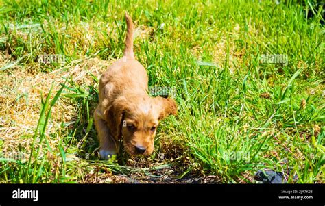 Cute Puppy 40ty Days Old English Cocker Spaniel Dog Johnny Relaxing On
