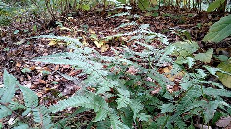 【相模原北公園紹介】（植物）｜森には欠かせない～シダ 相模原北公園の魅力を写真で紹介するブログ