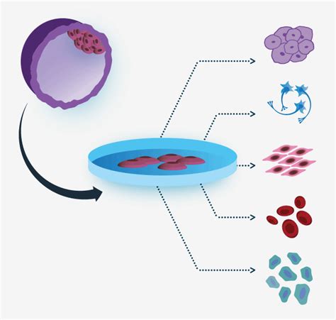 Stem Cells