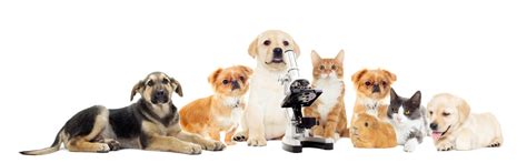 猫咪和狗狗素材 猫咪和狗狗图片 猫咪和狗狗素材图片下载 觅知网
