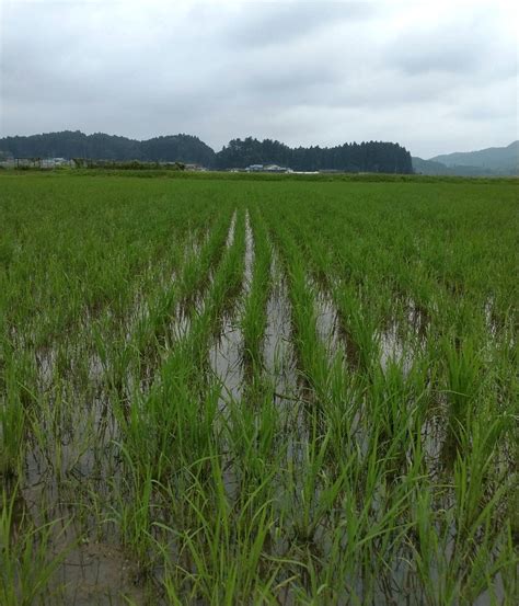 環境に配慮した安心安全な米作りを目指しています！ 農事組合法人 入方ファーム