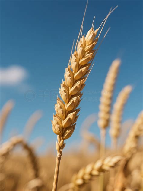 饱满麦穗ai数字艺术 春夏大米丰收饱满麦穗稻米禾穗特写镜头 Ai图片免费下载png格式2500像素编号72388692 千图网