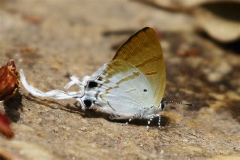 アマサツメアシフタオルリシジミHypolycaena amasa