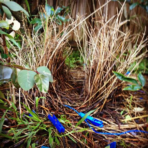 Bowerbird Nest In Our Backyard Bower Nests Beautiful Birds Fauna
