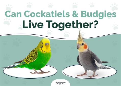 Can Cockatiels And Budgies Live Together Vet Reviewed Risks